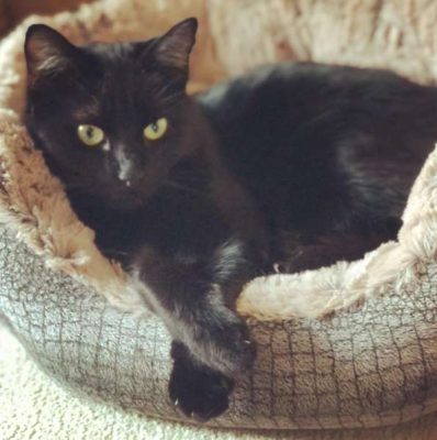 Harry Styles' Pets – A Complete LIST of His Animals